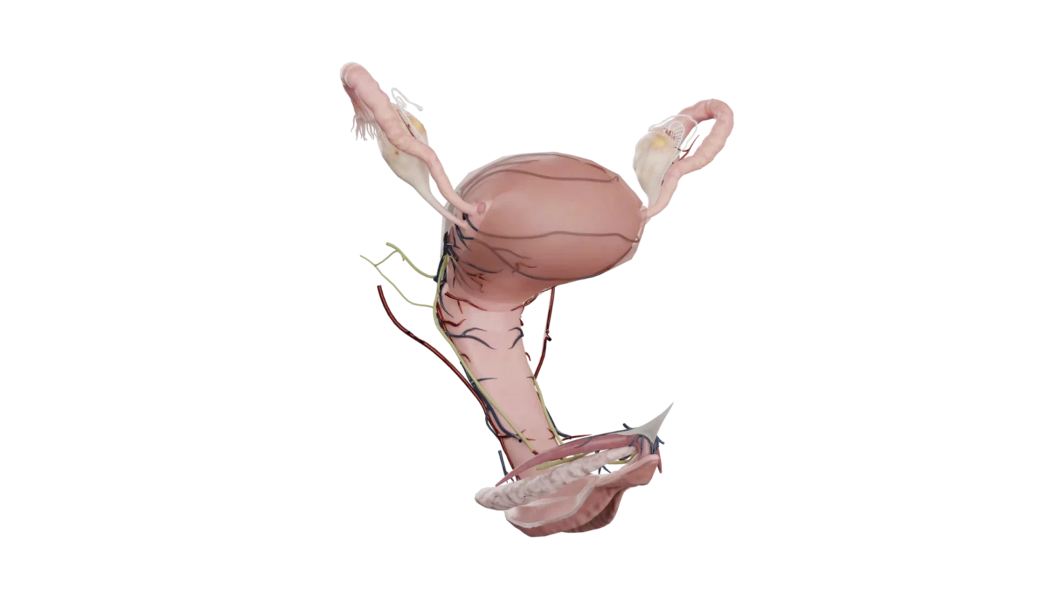 Female Body Internal Organs Anatomy in 3D | VOKA